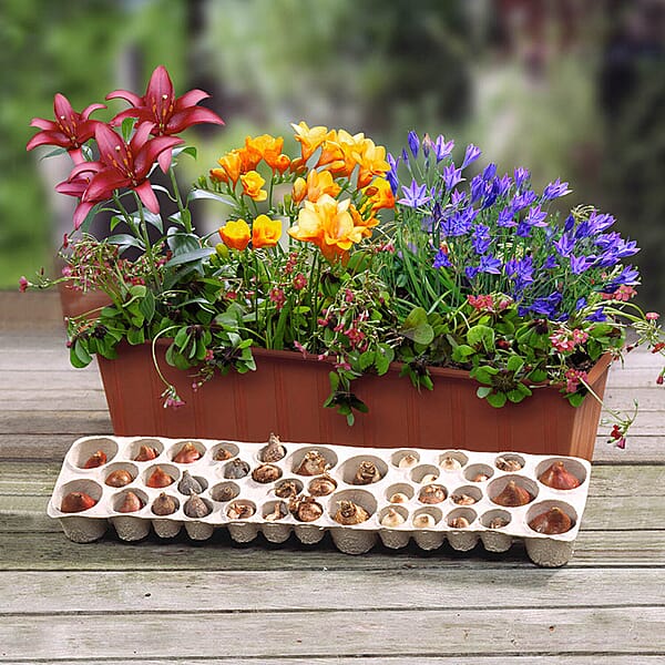 Terracotta Effect Window Boxes with 38 Summer Flowering Bright ...