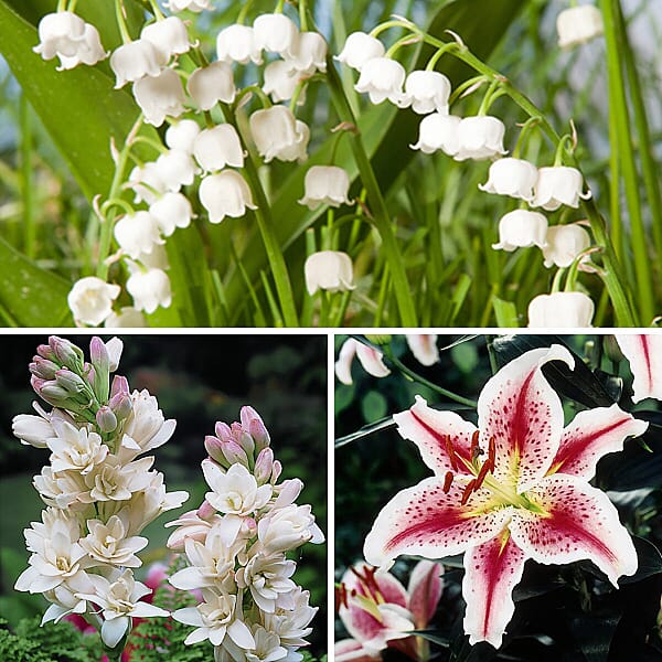 Super Scented Bulb Collection - Lily of the Valley, Stargazer Lilies & Tuberose - 30 Bulbs ...