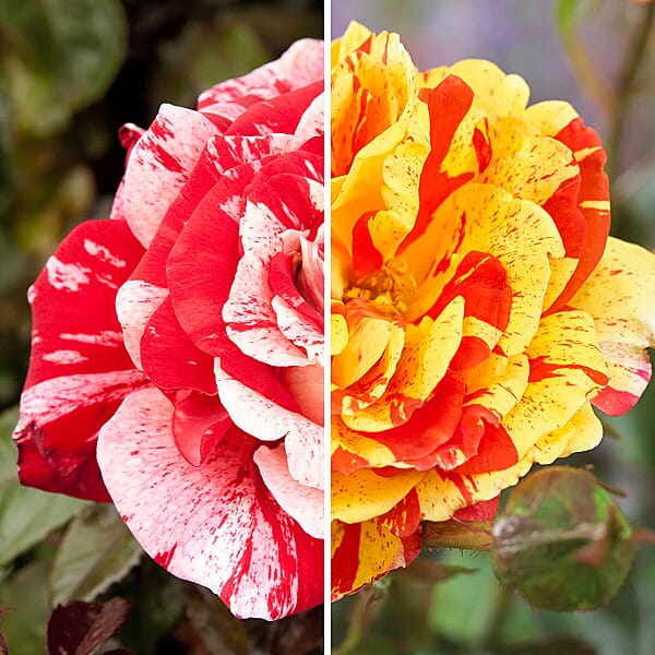 Pair of Delectable Bare Root Roses - Raspberry Ripple and Oranges ...
