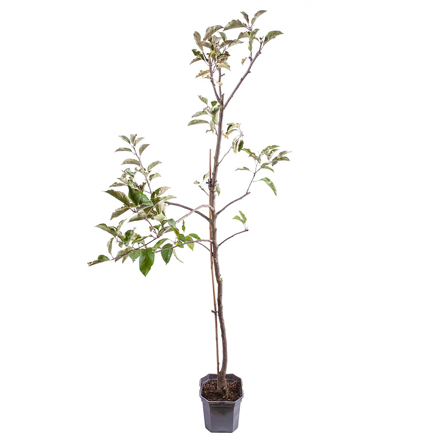 Rubinstar Apple Tree in 24cm pot - 7534369 - TJC