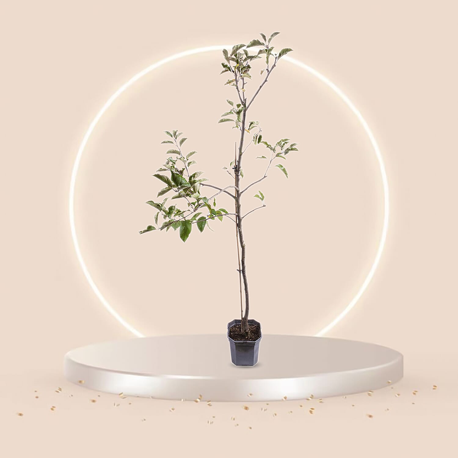 Rubinstar Apple Tree in 24cm pot - 7534369 - TJC