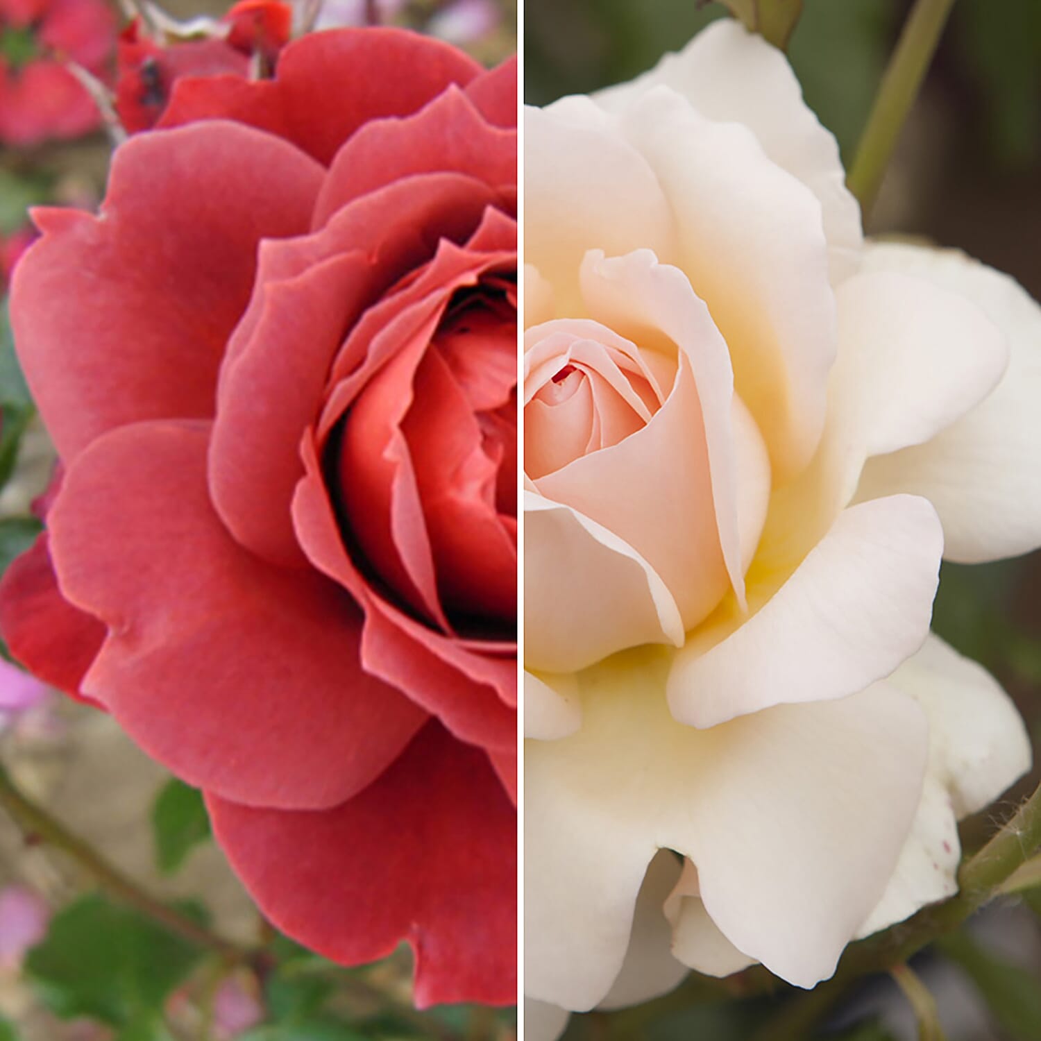 Pair of Premium Roses in 3L Pots - 7543572 - TJC