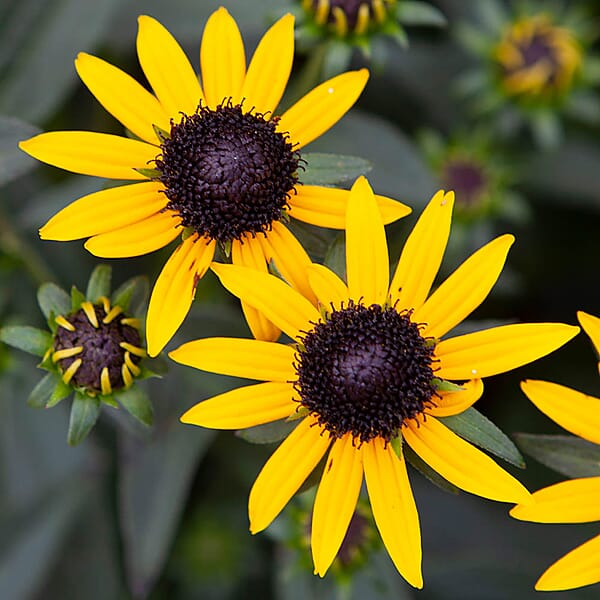 Set of 3 Rudbeckia Little Gold Star in 9cm Pots - 7563930 - TJC