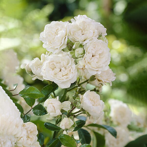 Gardening Direct Rose The Fairy White 1.5L Pot - 8944116 - TJC